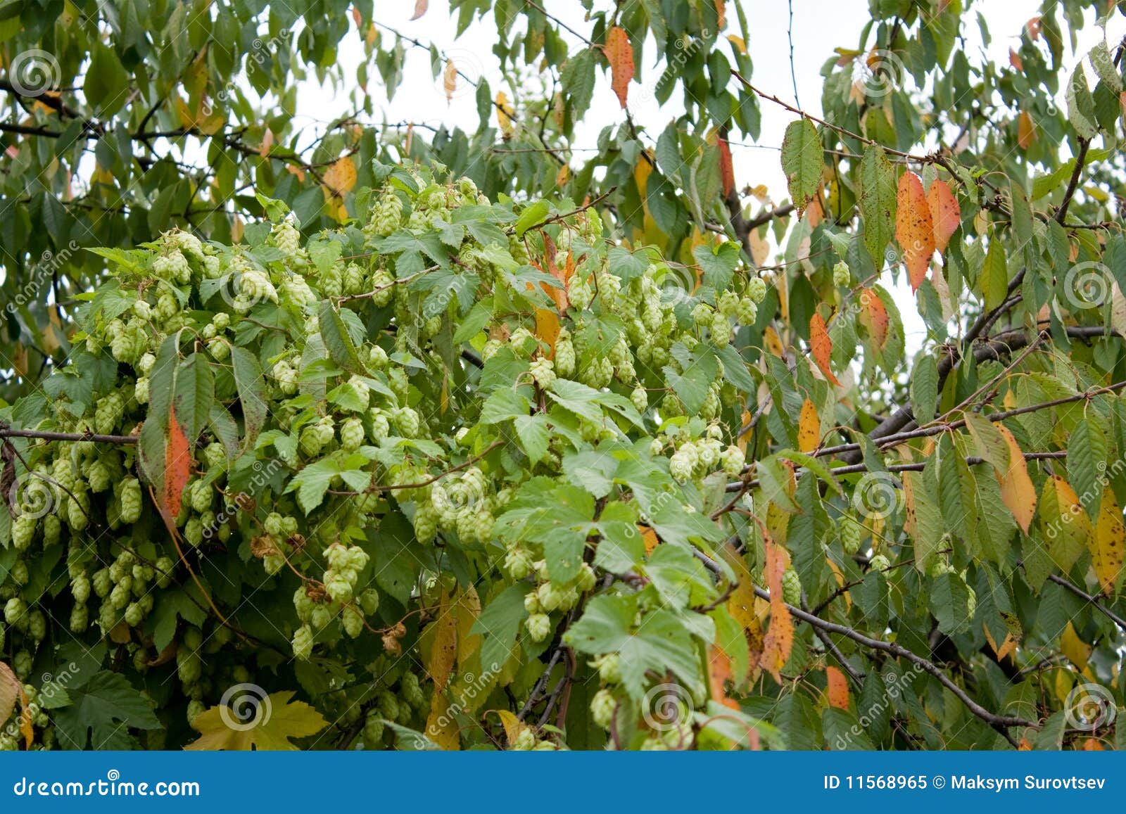 Hop on a tree stock image. Image of cone, aromatherapy - 11568965