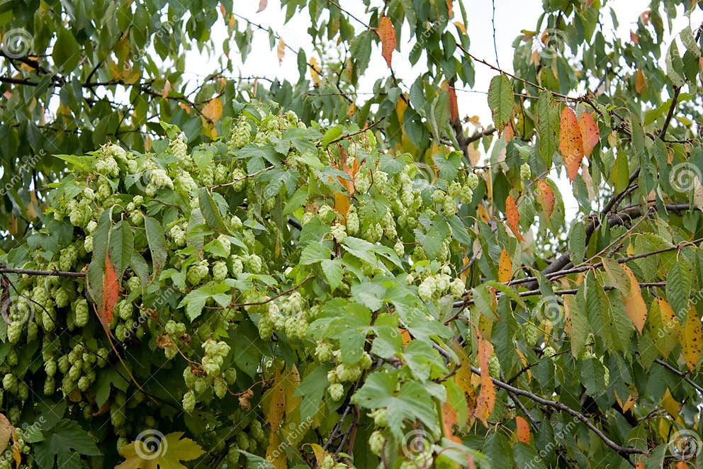 Hop on a tree stock image. Image of cone, aromatherapy - 11568965