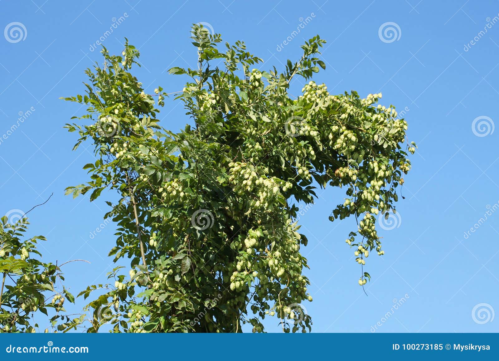 Hop on the tree stock image. Image of strobile, blossom - 100273185