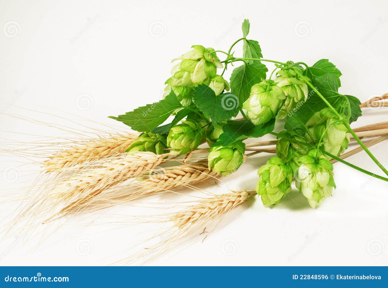 Hop and wheat stock photo. Image of celebration, bitter - 22848596
