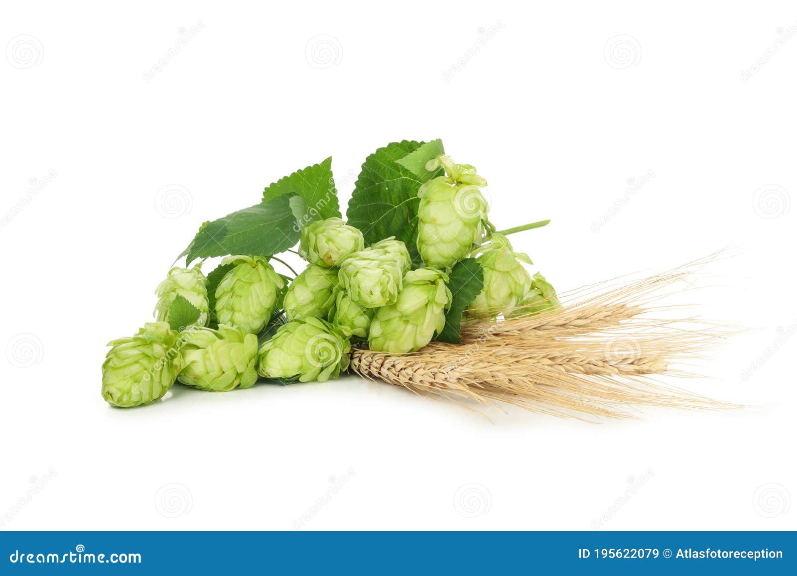 Hop and Wheat Isolated on White Background Stock Image - Image of wheat ...
