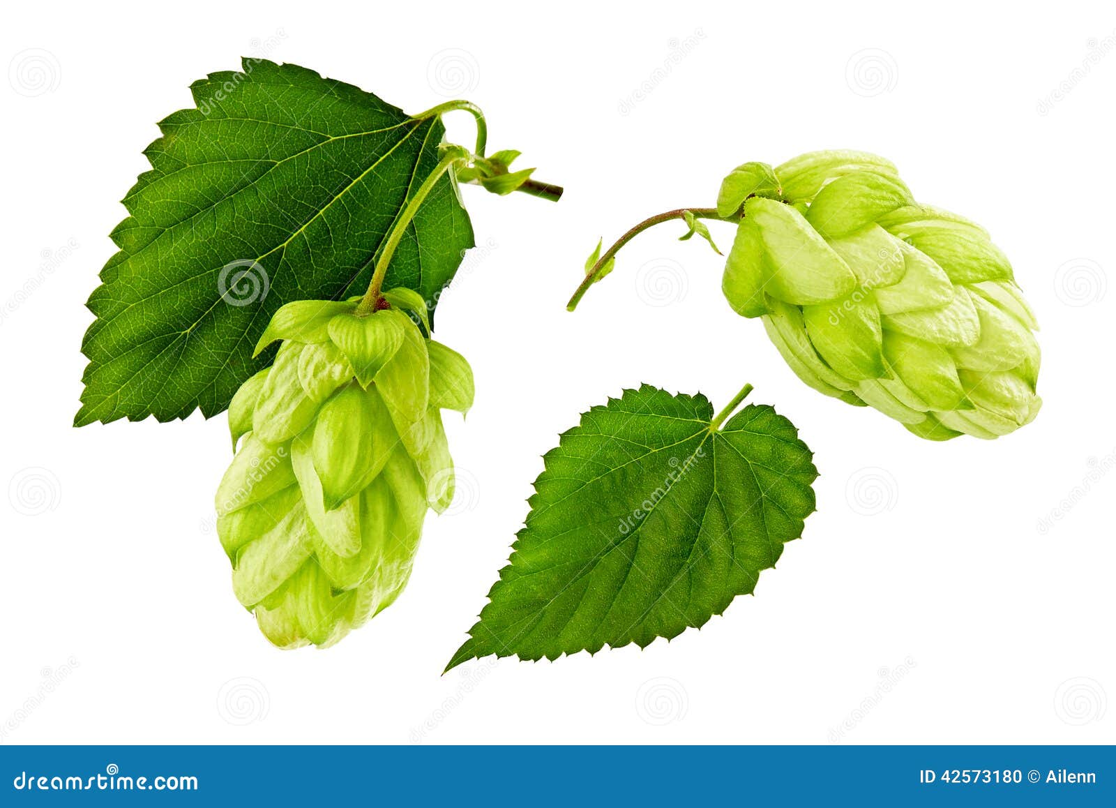 Hop on white background stock photo. Image of agriculture - 42573180