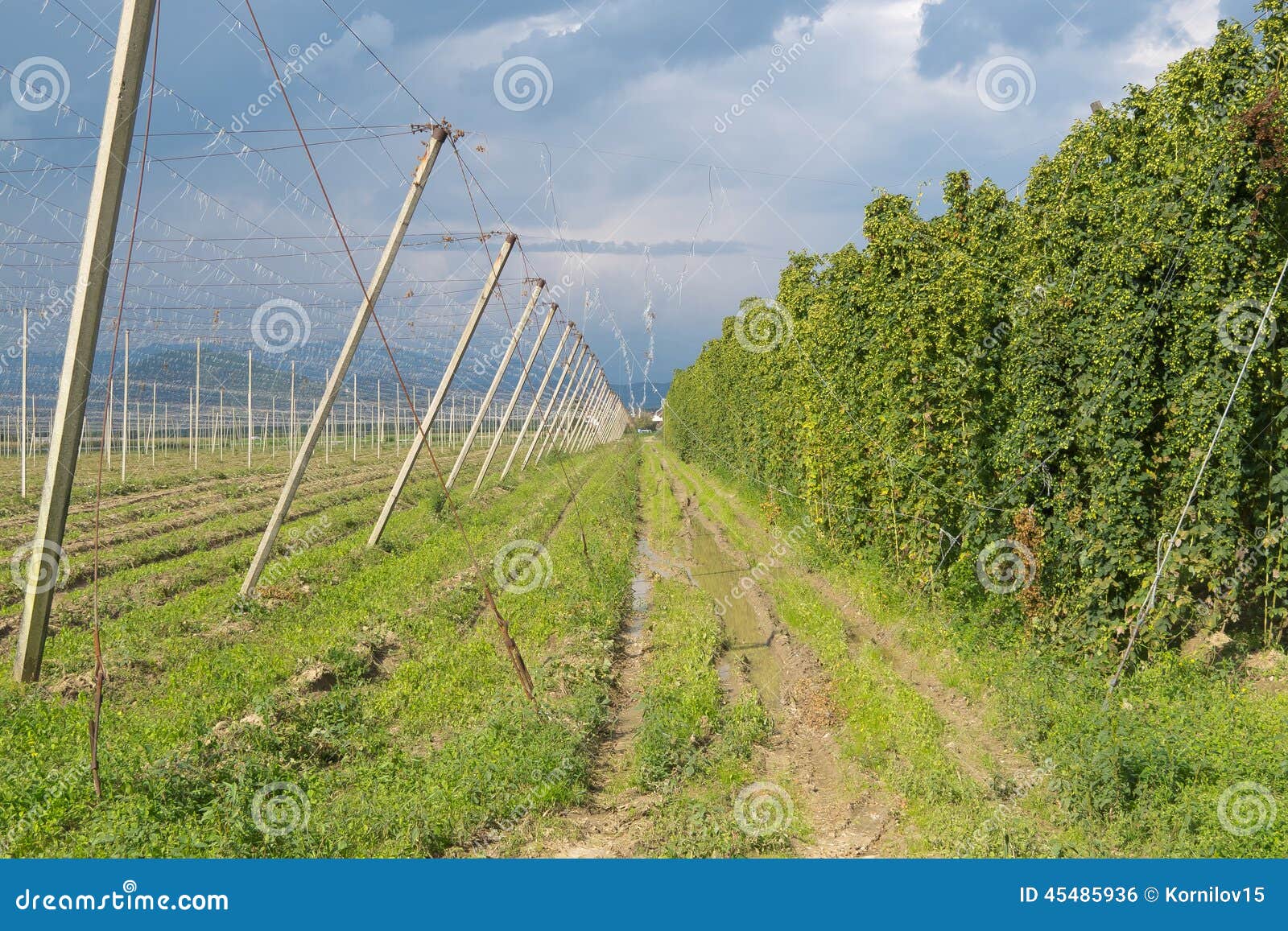 Hop Yard and Superstructure of Overhead Wires Stock Photo - Image of ...
