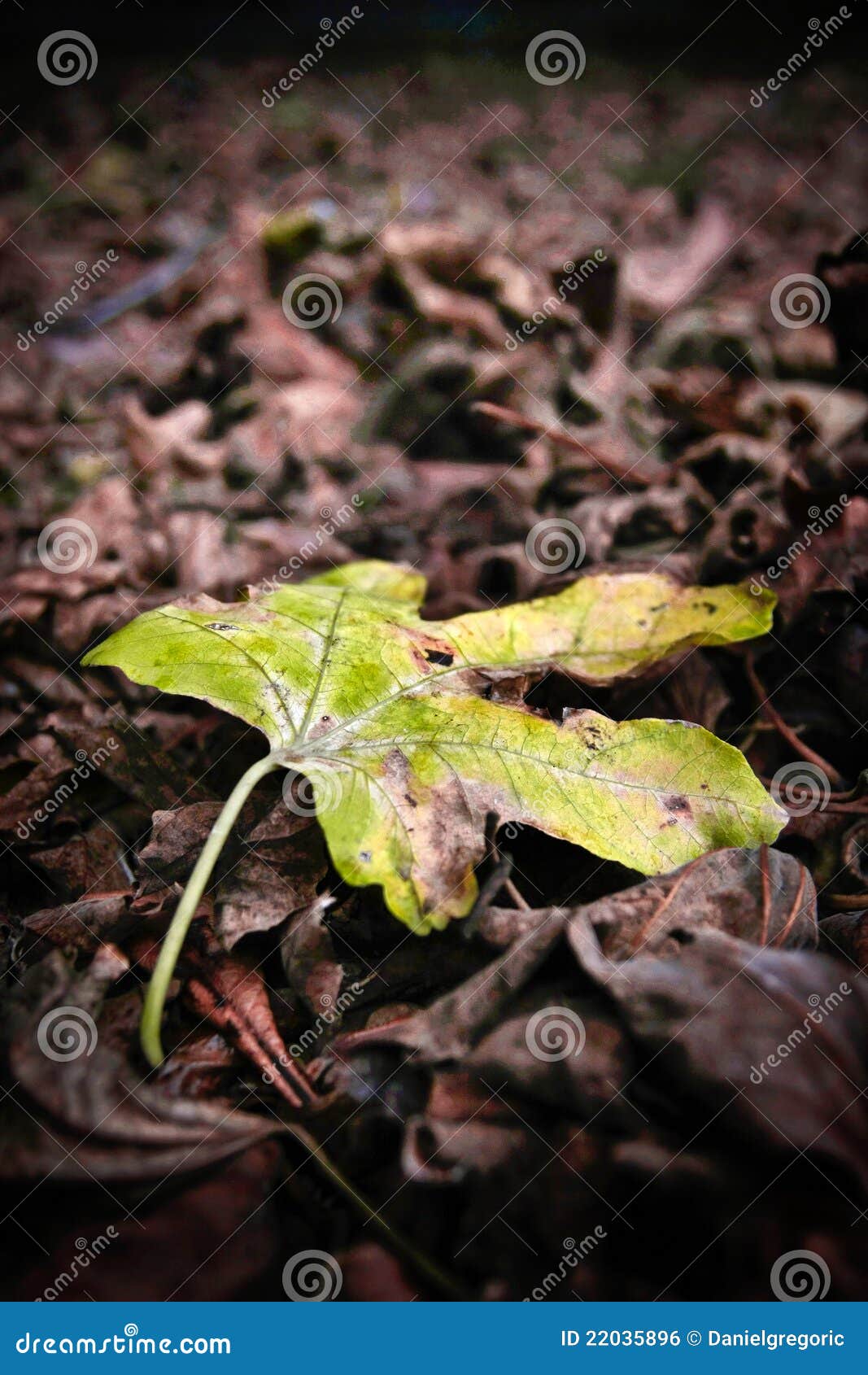 Hope stock photo. Image of start, seasons, hope, leaves - 22035896
