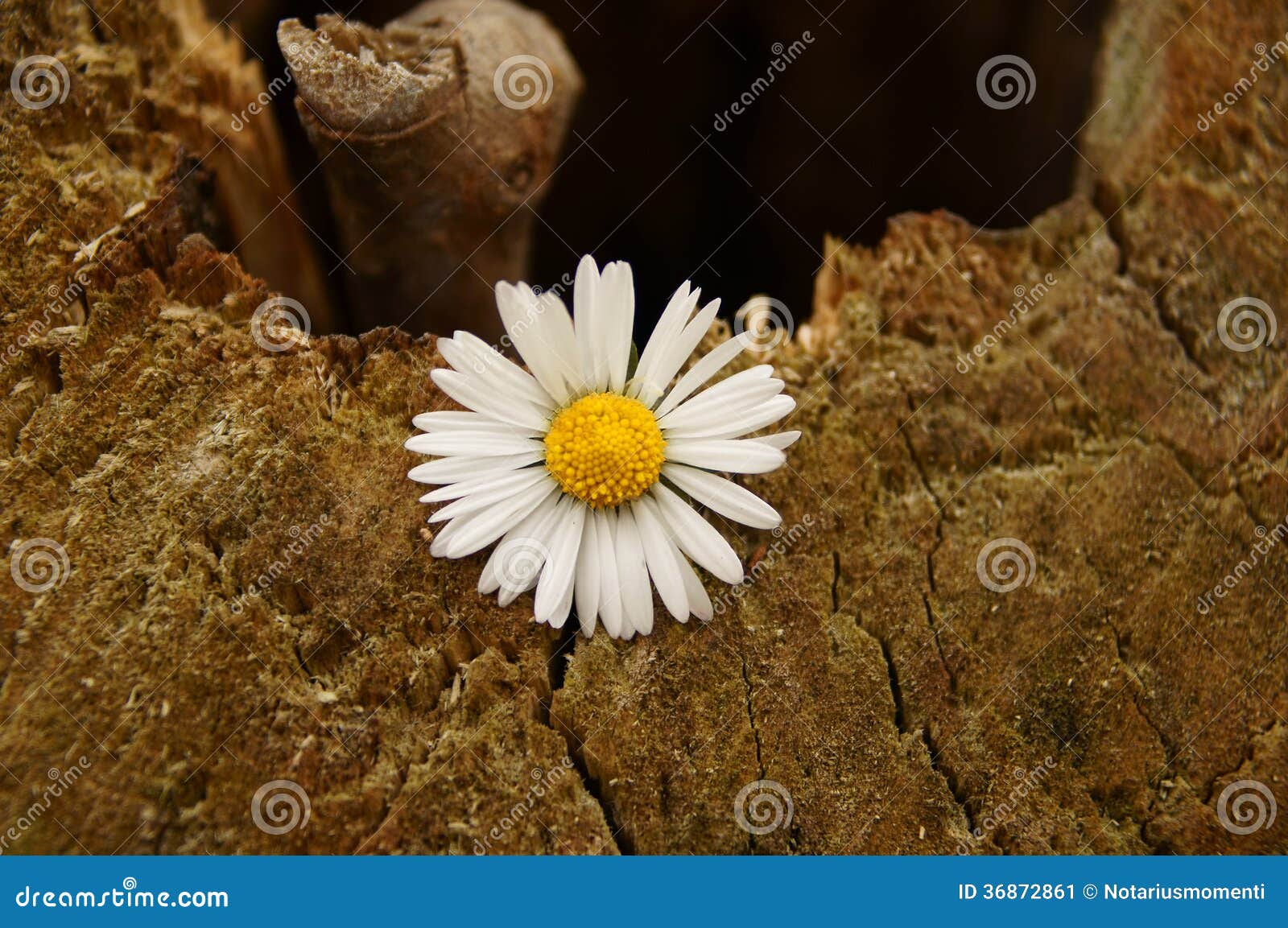 A hope of a Daisy stock image. Image of garden, alone - 36872861