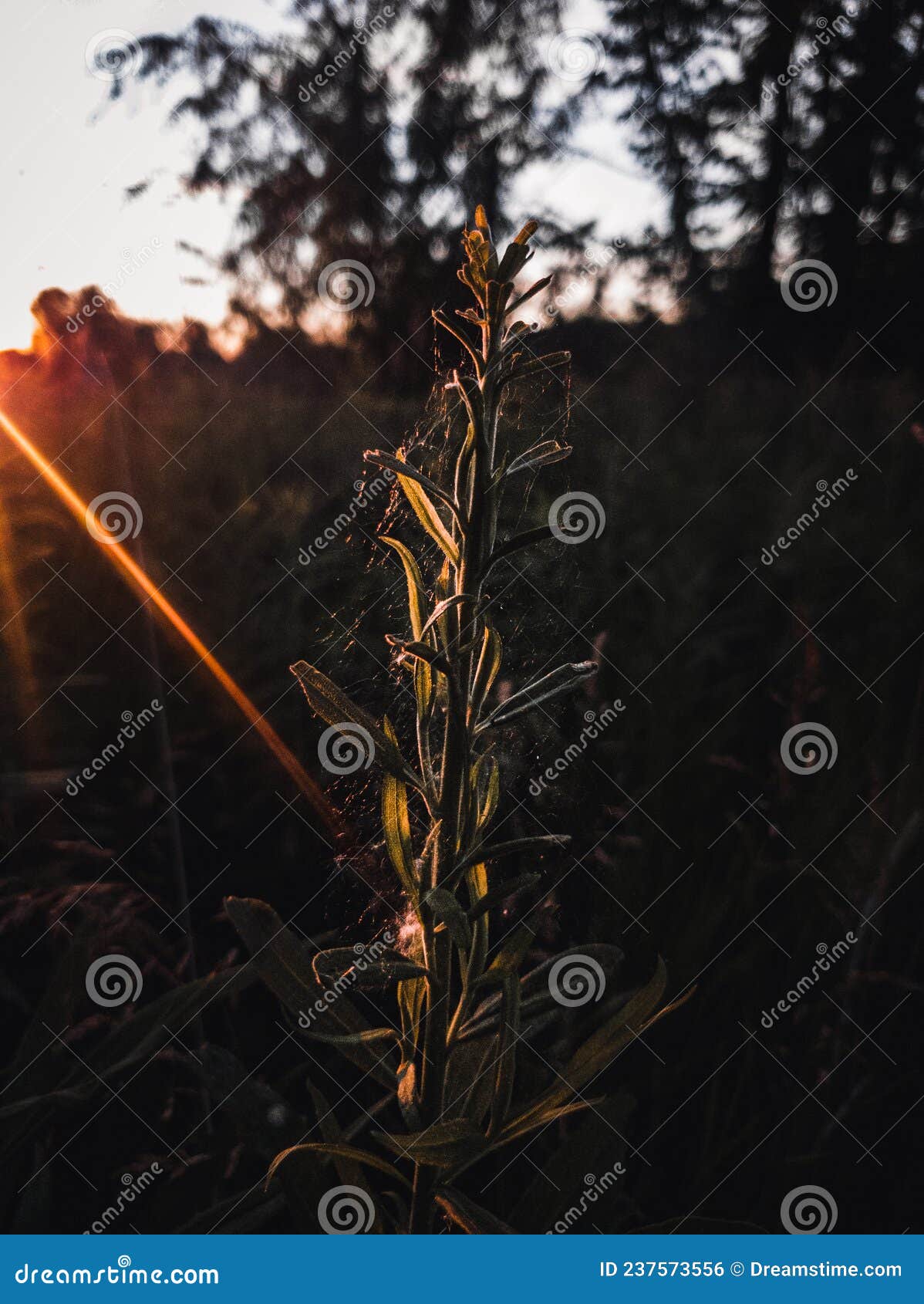 Hope for the Earth stock photo. Image of sunlight, darkness - 237573556