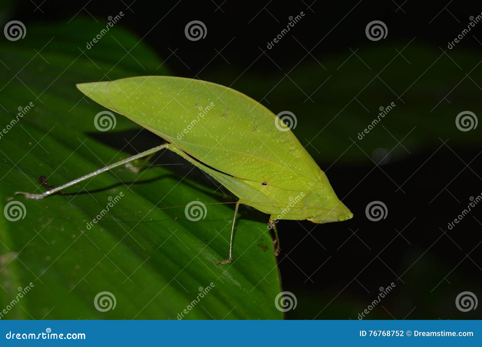 Hope stock photo. Image of hope, posing, orthoptera, leaf - 76768752