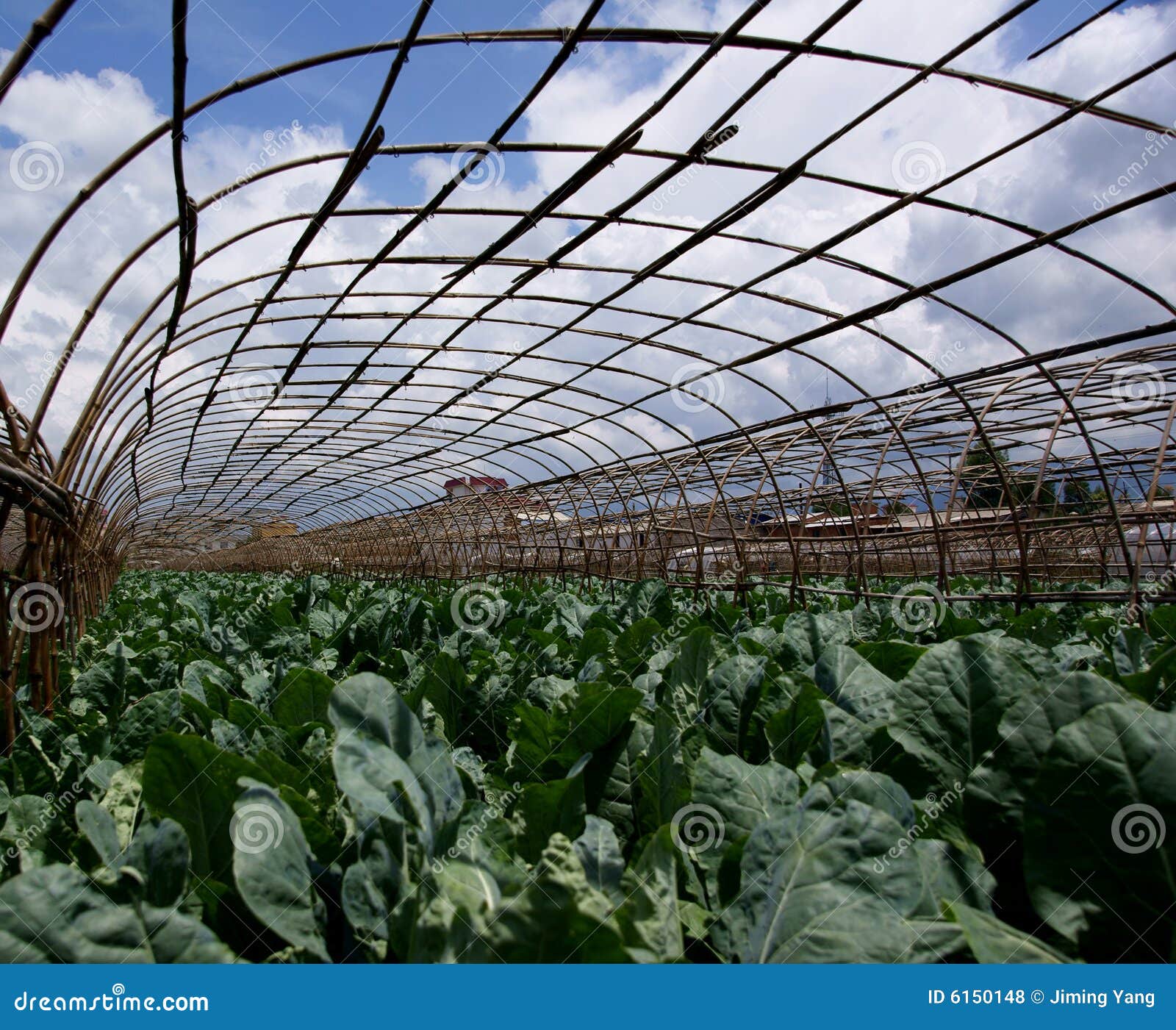 Hope that the field stock photo. Image of hope, wealth - 6150148