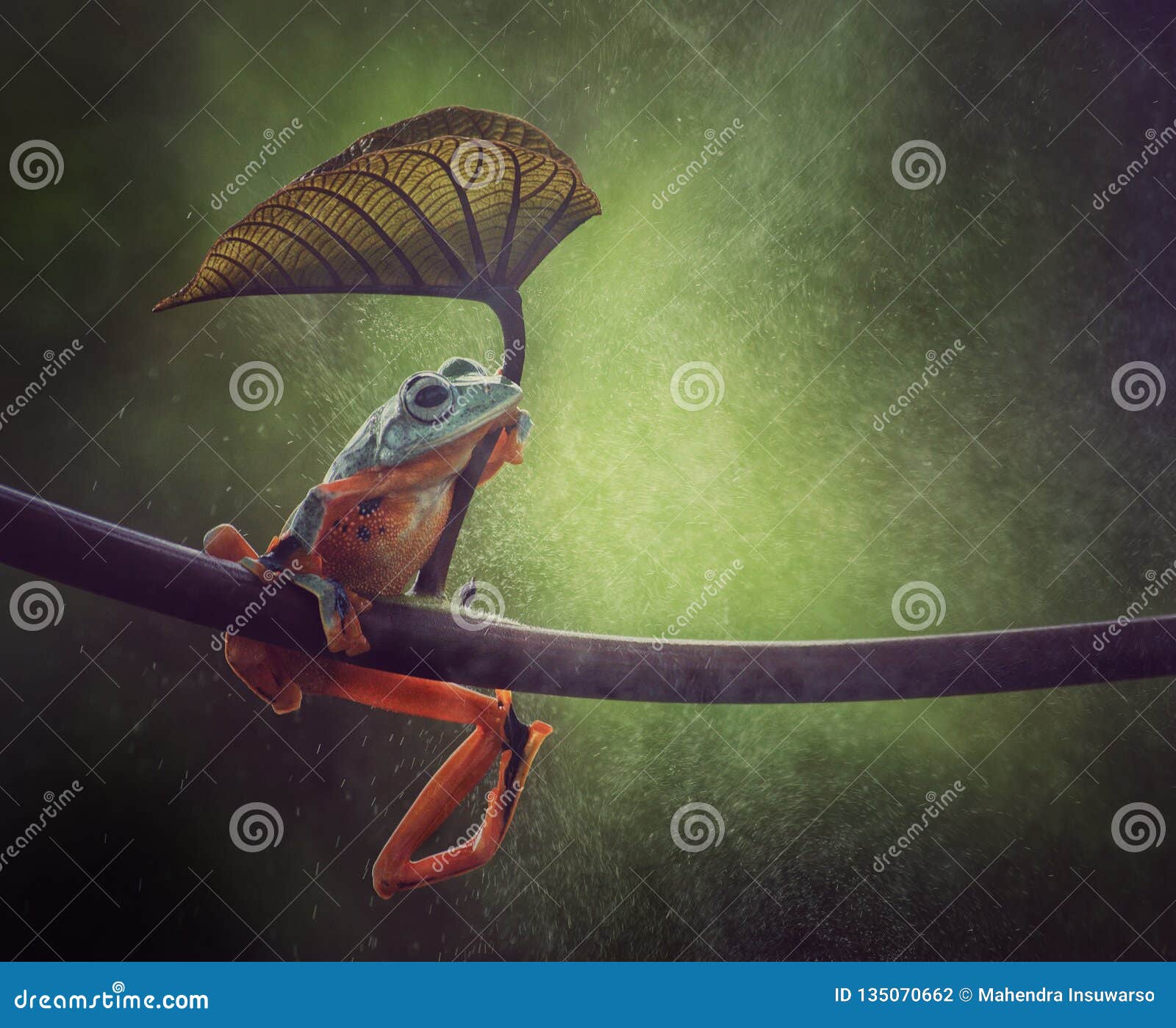 A Hope of Tree Frog in the Rainy Stock Photo - Image of rainy, think ...