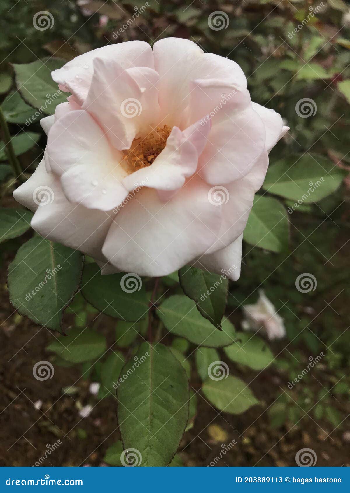 A HOPE with ROSE stock image. Image of rose, leaf, whiteness - 203889113