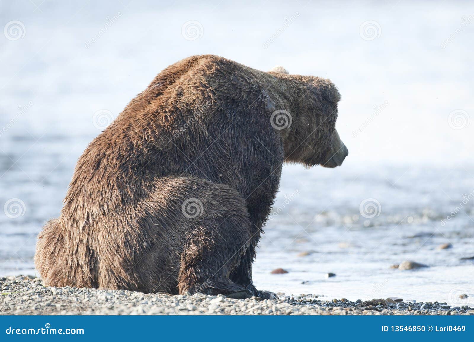 Hopeful look stock photo. Image of animal, brown, chum - 13546850