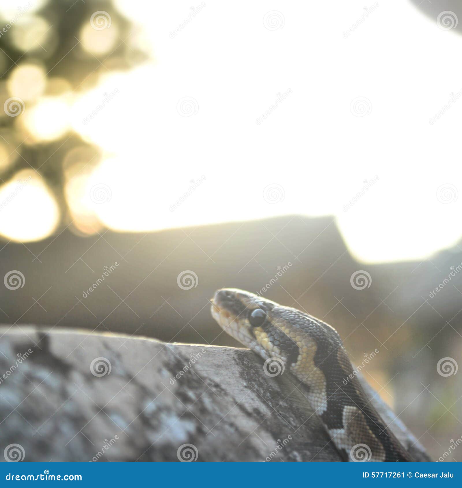 Hopeful snake editorial photo. Image of animal, looking - 57717261