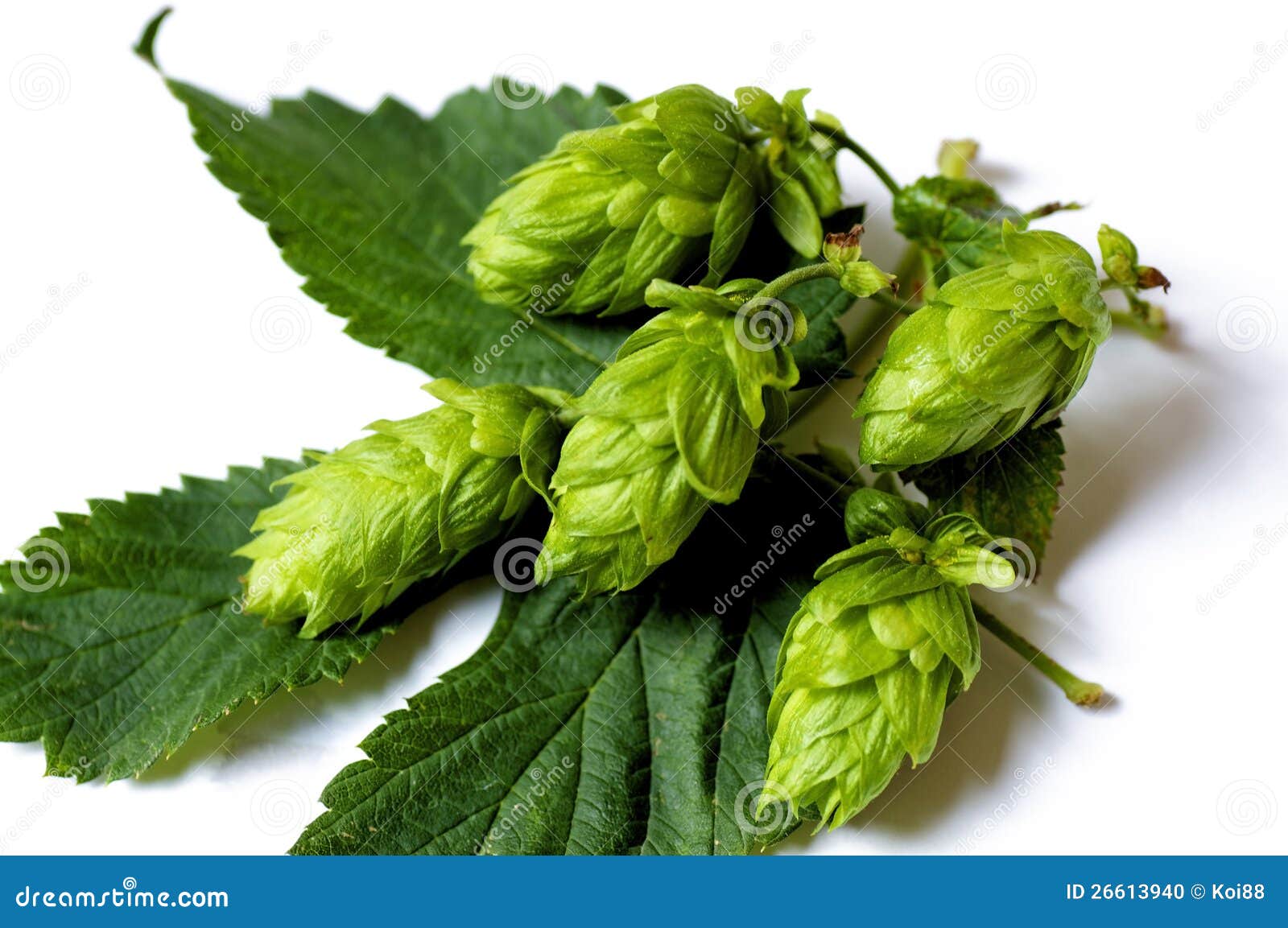 Hopfen stockfoto. Bild von blatt, bestandteil, makro - 26613940