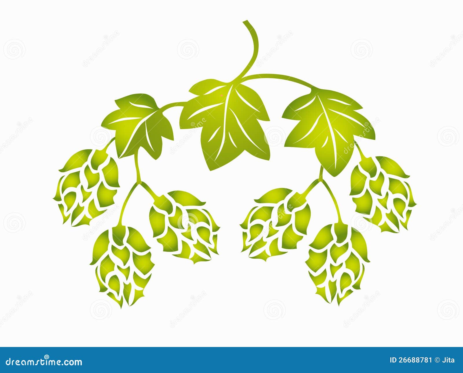 Hopfen vektor abbildung. Illustration von dekoration - 26688781