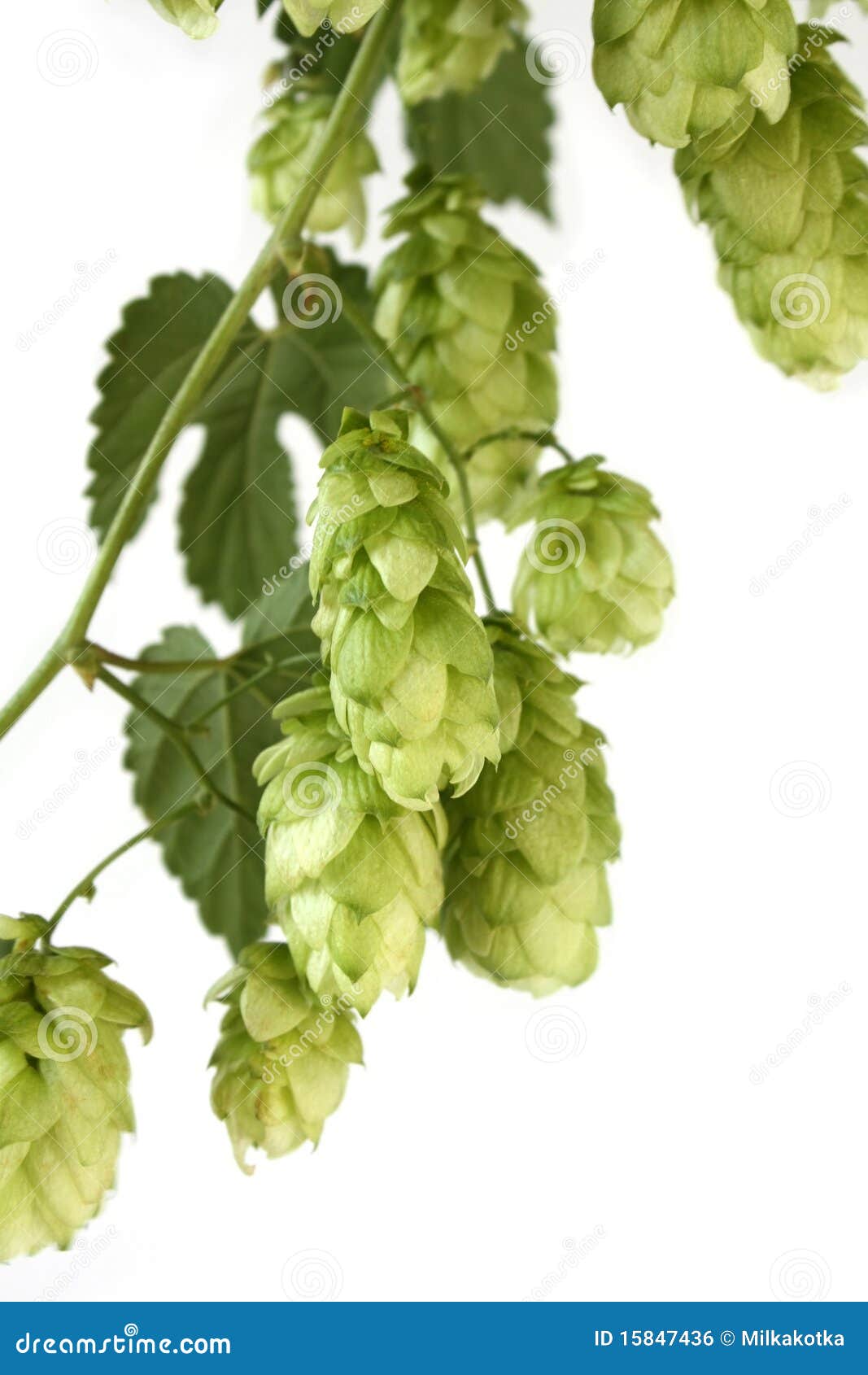 Hopfen Auf Einem Weißen Hintergrund Stockfoto - Bild von bier, hopfen ...