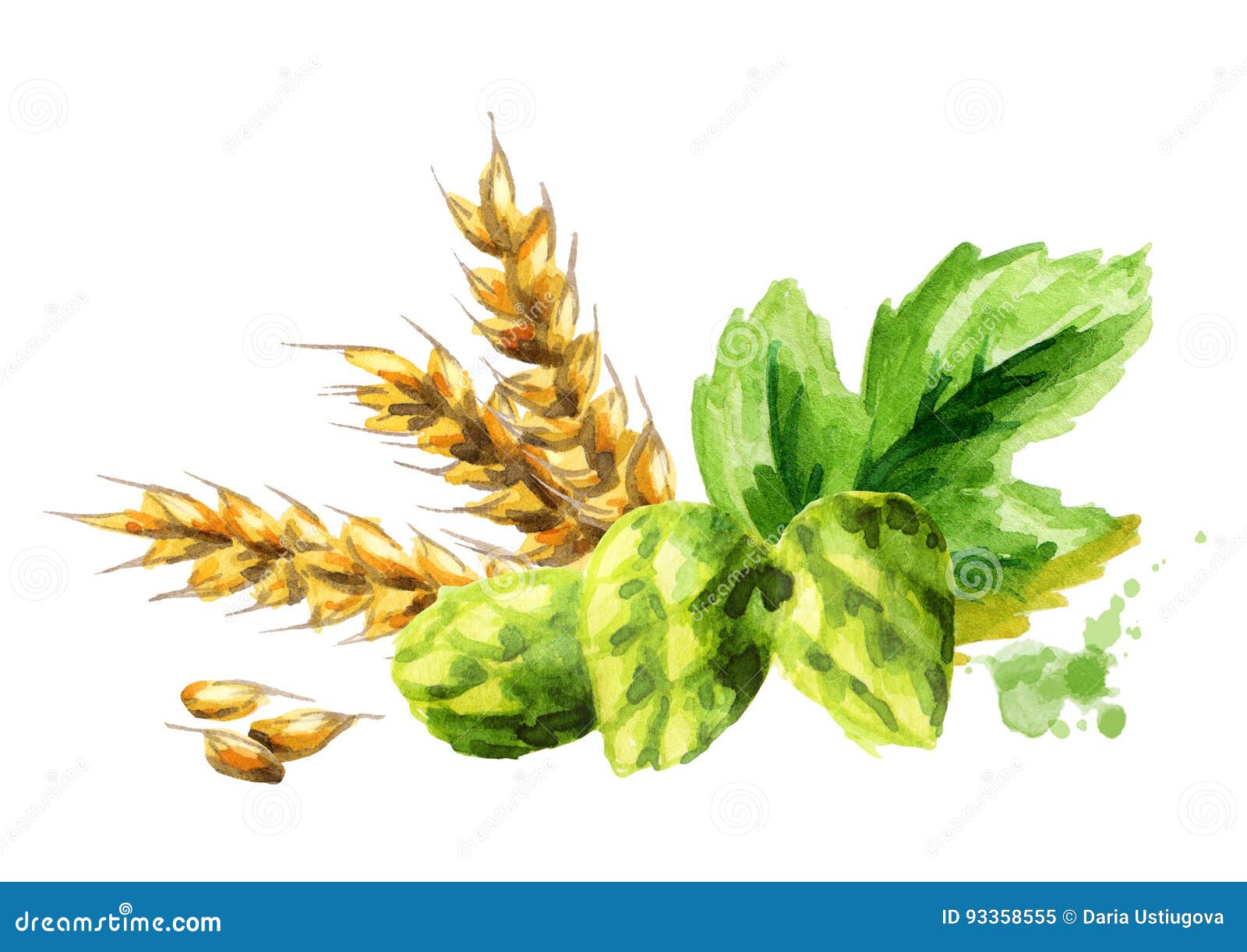 Hopfen und Malz, Aquarell stock abbildung. Illustration von bier - 93358555