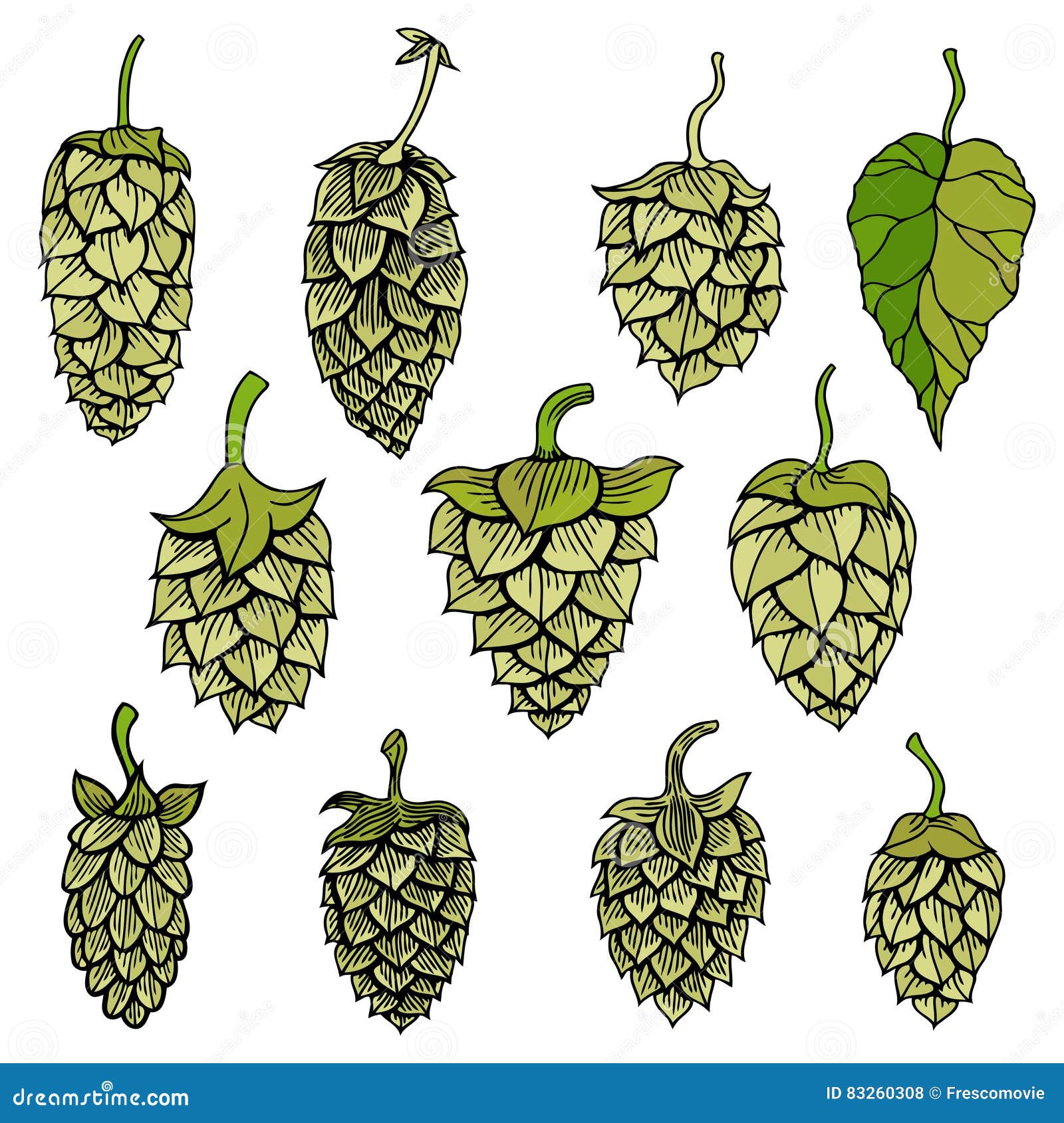 Hopfen vector Sichtgraphik vektor abbildung. Illustration von frisch ...