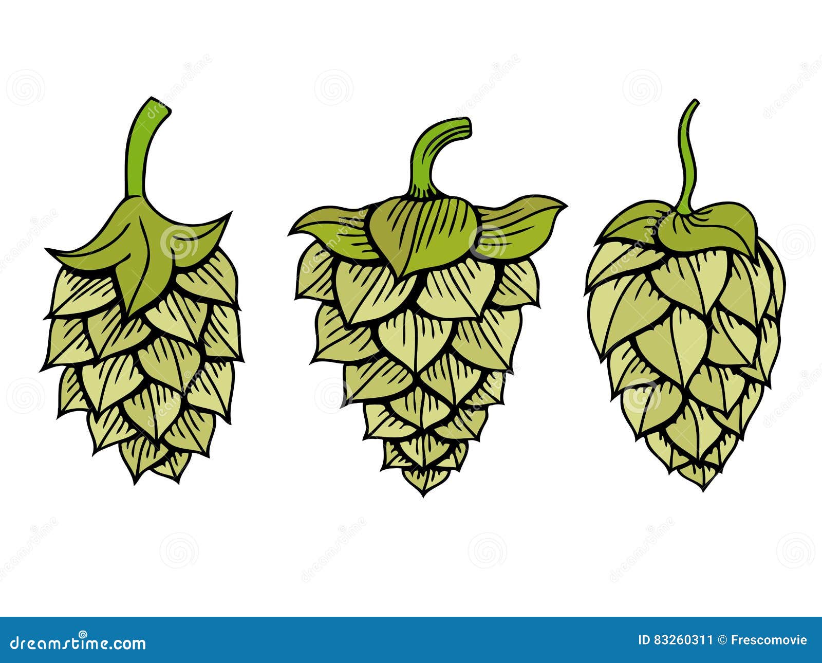 Hopfen vector Sichtgraphik vektor abbildung. Illustration von ...
