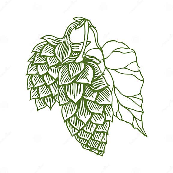 Hopfen Vektorgrafik vektor abbildung. Illustration von bier - 83260318