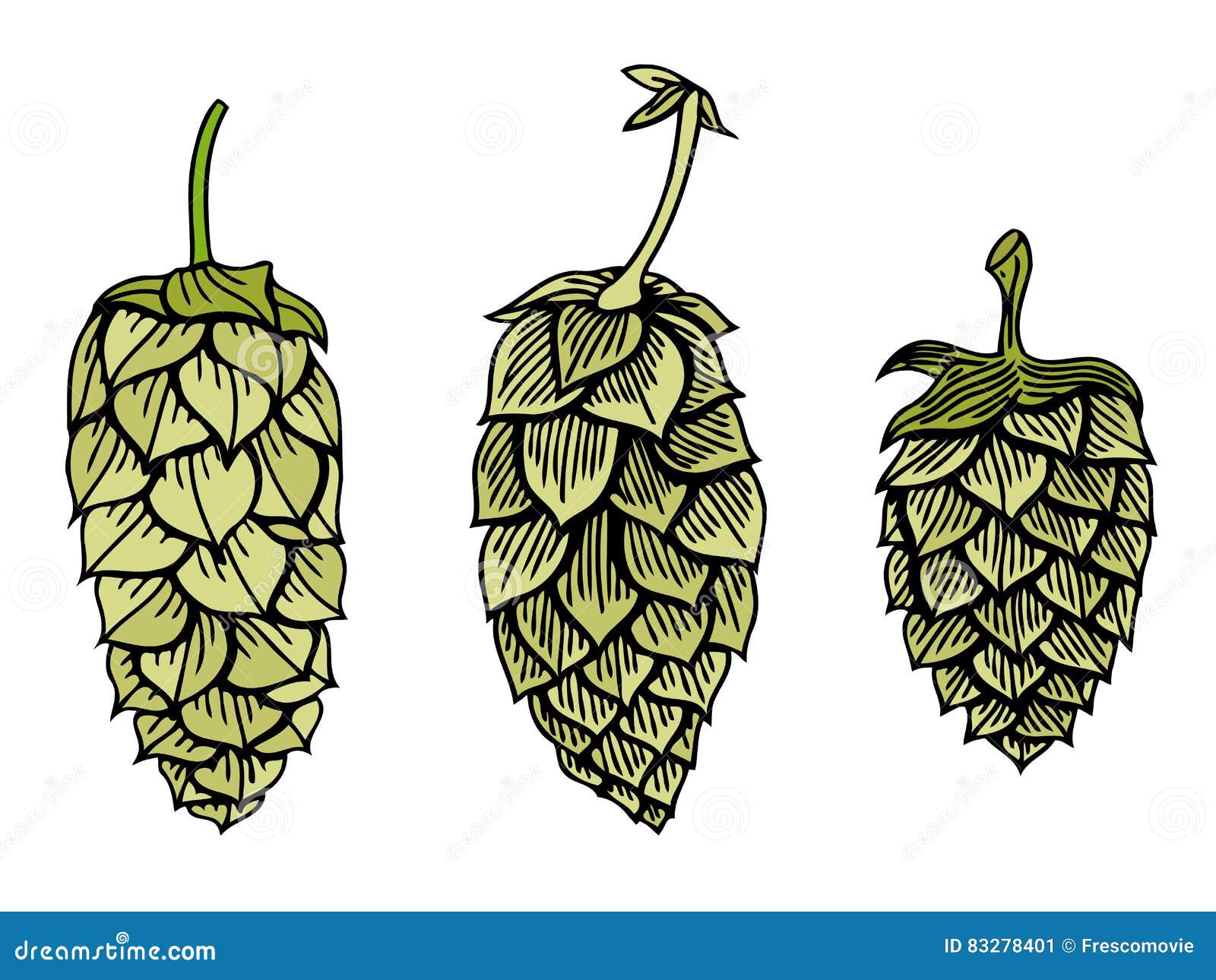 Hopfen vector Sichtgraphik vektor abbildung. Illustration von brauen ...