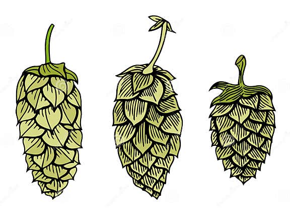 Hopfen vector Sichtgraphik vektor abbildung. Illustration von brauen ...