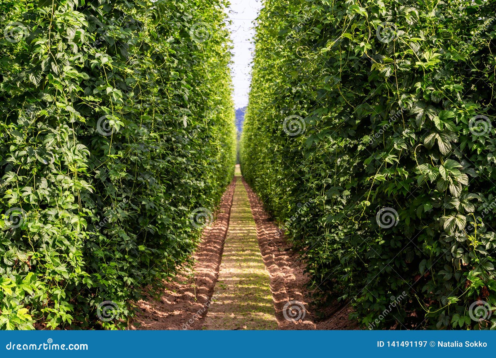 Hopfenfeld in Deutschland stockbild. Bild von ernte - 141491197