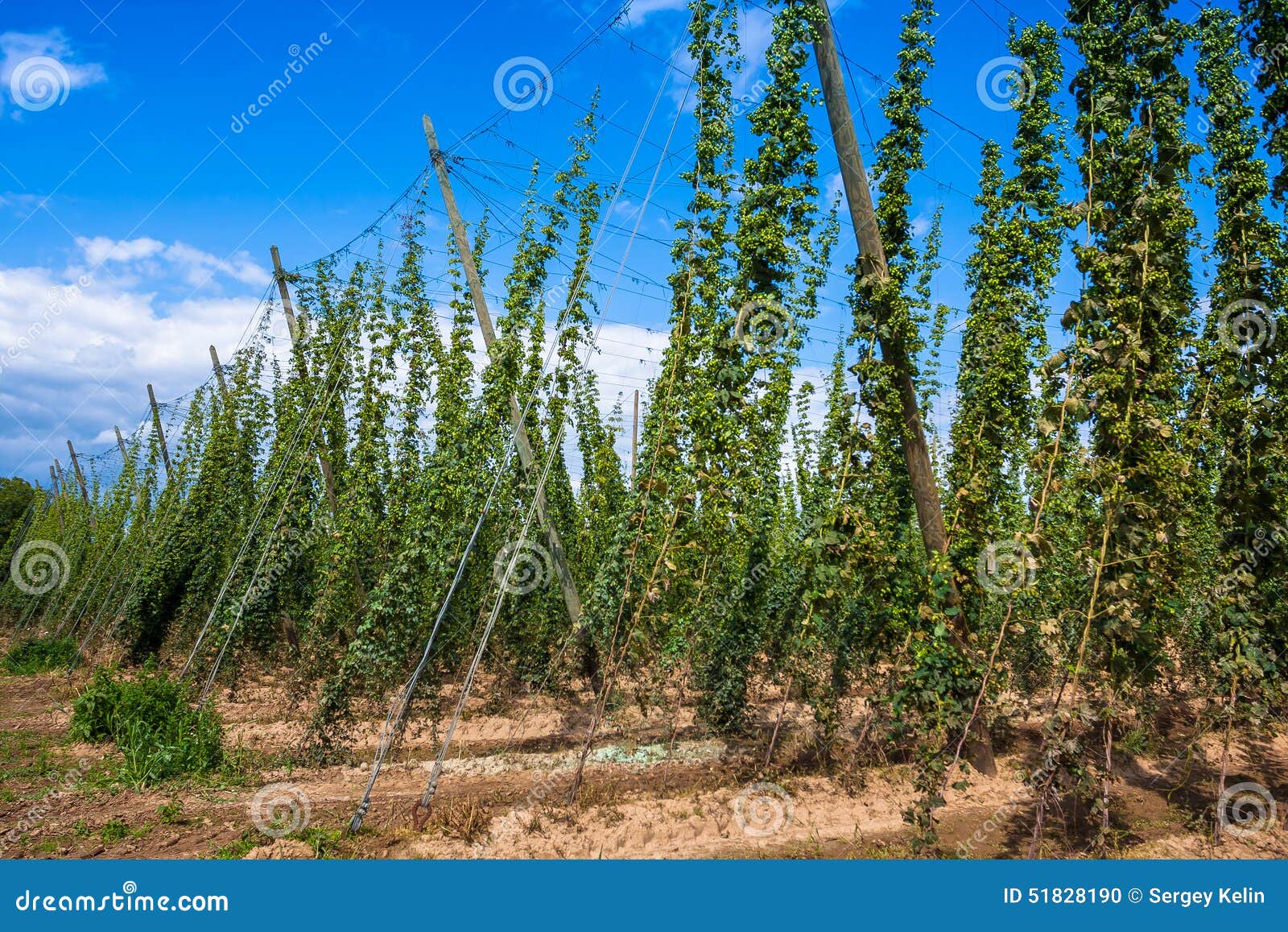 Hopfenfeld in Elsass stockfoto. Bild von industrie, bitter - 51828190