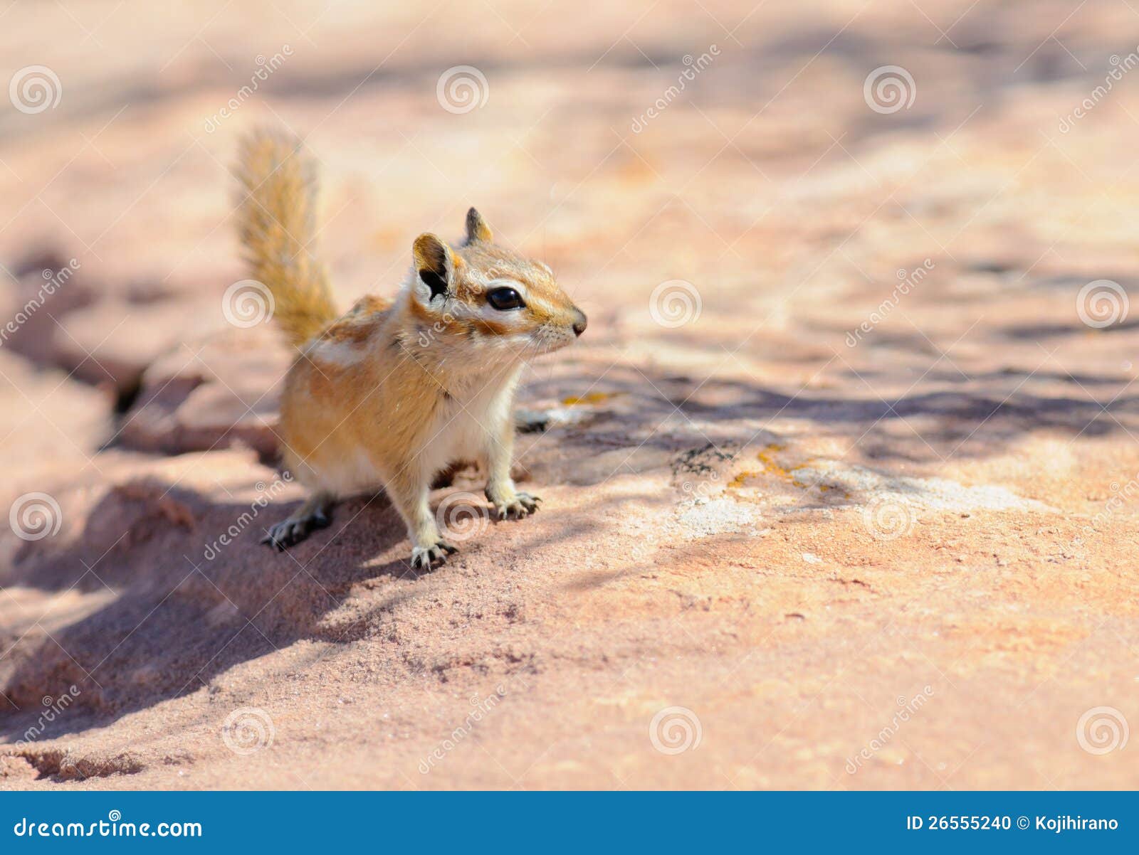 Hopi Chipmunk stock photo. Image of hopi, park, view - 26555240