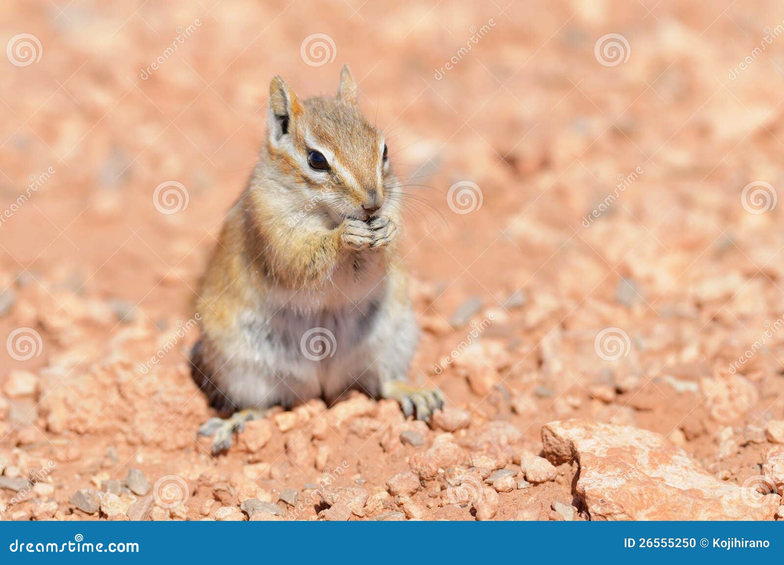 Hopi Chipmunk stock photo. Image of park, chipmunk, animal - 26555250