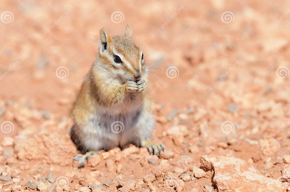 Hopi Chipmunk stock photo. Image of park, chipmunk, animal - 26555250