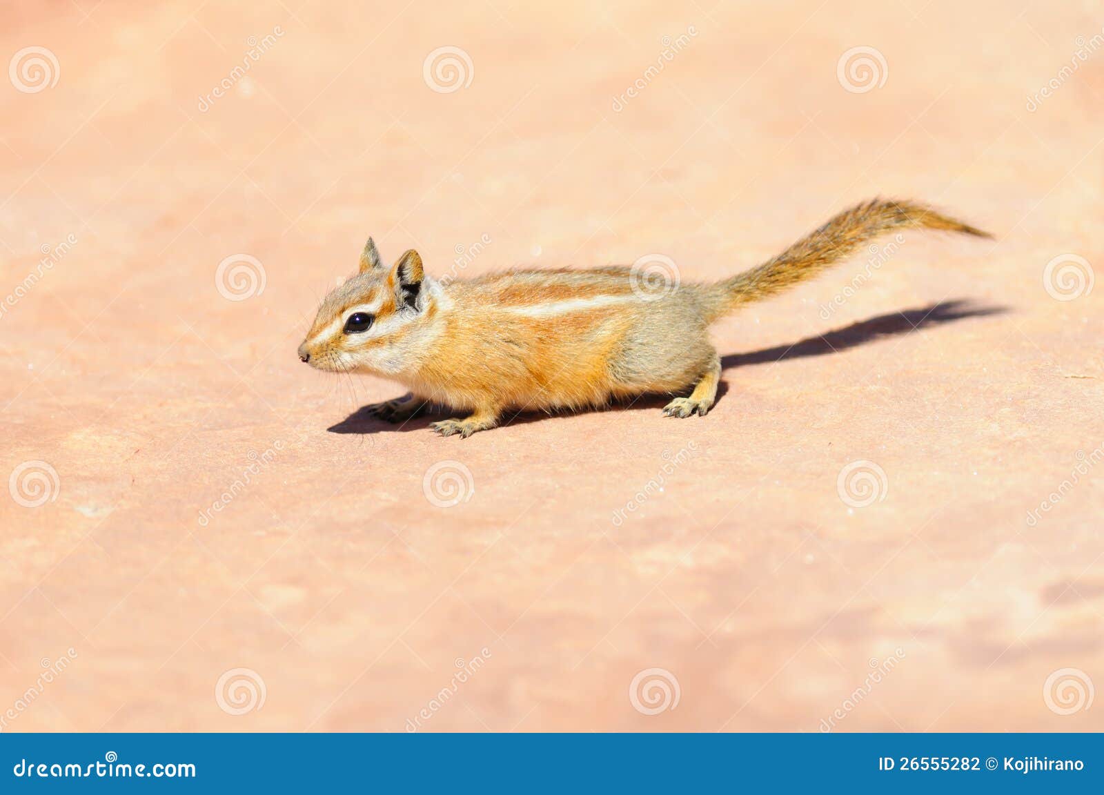 Hopi Chipmunk stock photo. Image of rodent, park, squirrel - 26555282