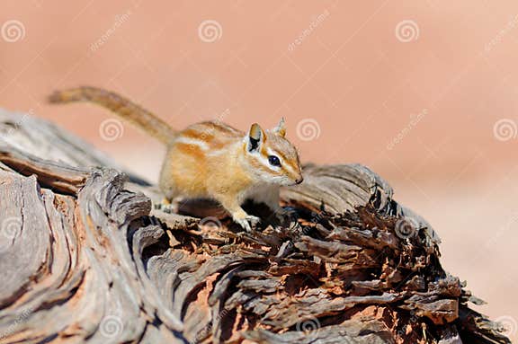 Hopi Chipmunk stock photo. Image of canyonlands, animal - 26555300