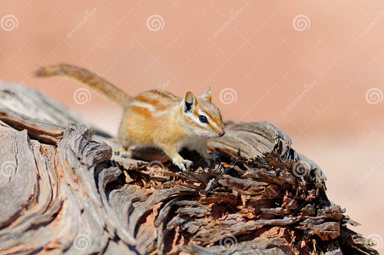Hopi Chipmunk stock photo. Image of canyonlands, animal - 26555300