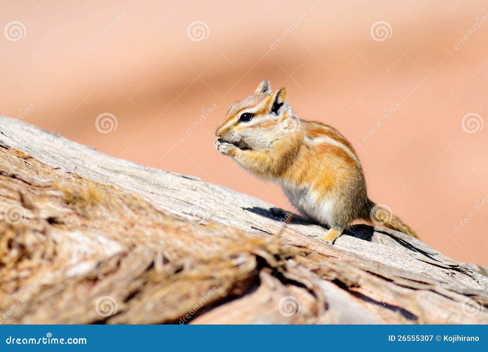 Hopi Chipmunk stock image. Image of utah, small, squirrel - 26555307