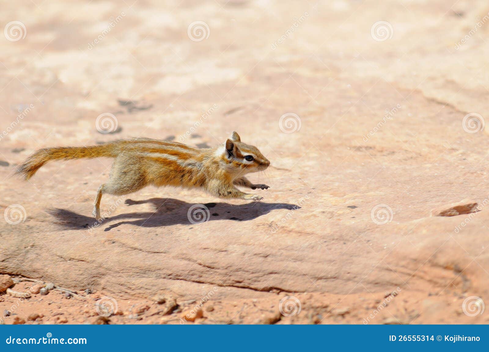 Hopi Chipmunk stock photo. Image of cute, rodent, side - 26555314