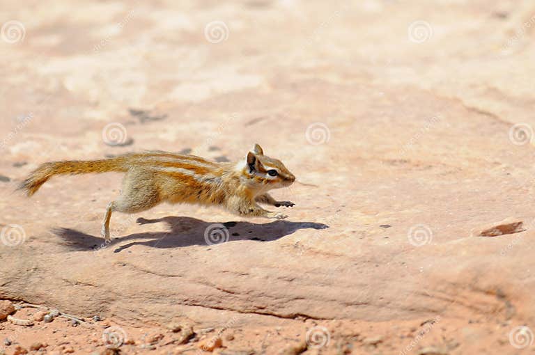 Hopi Chipmunk stock photo. Image of cute, rodent, side - 26555314
