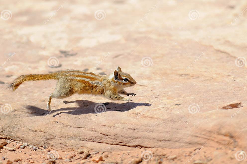 Hopi Chipmunk stock photo. Image of cute, rodent, side - 26555314