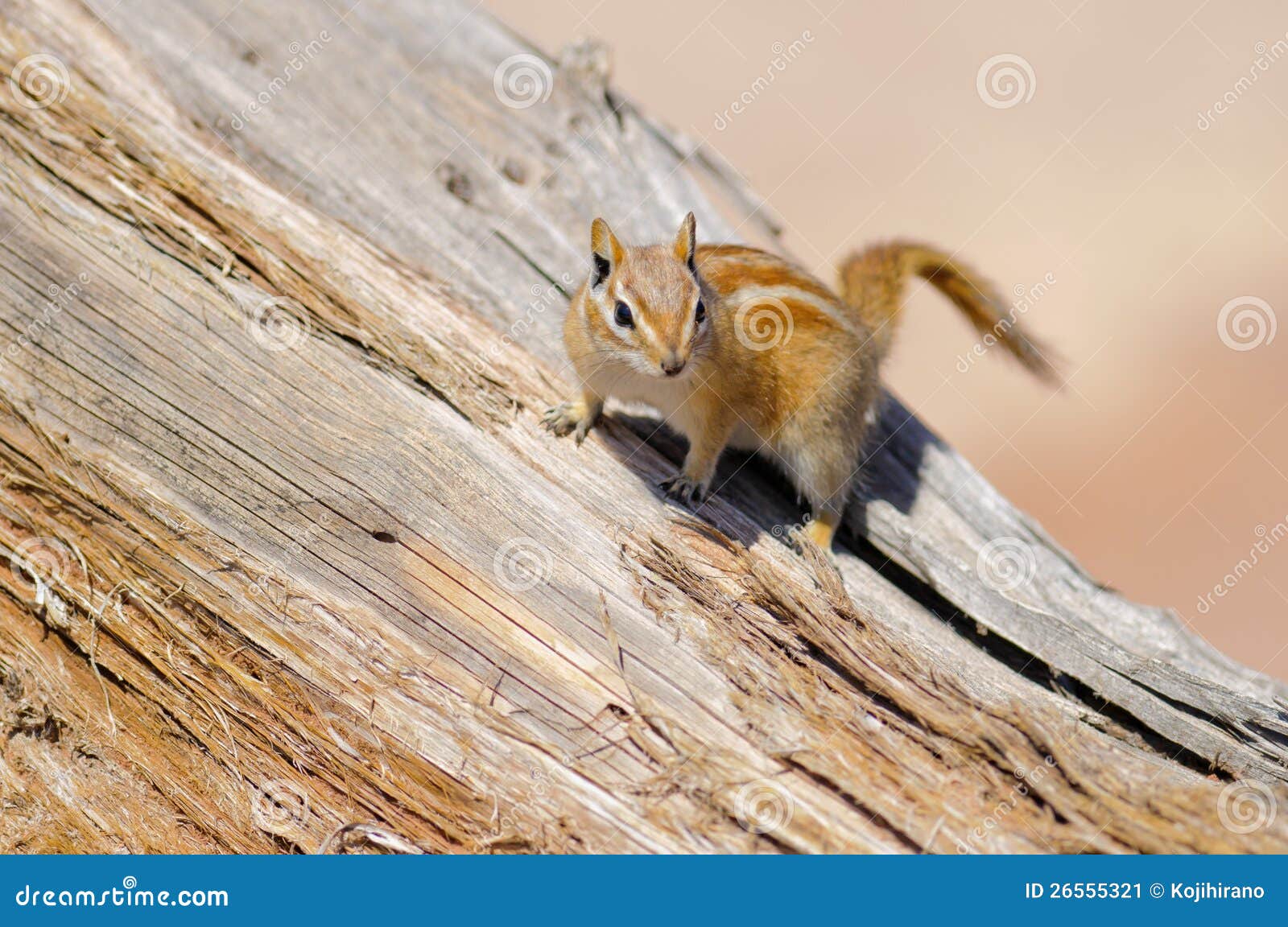 Hopi Chipmunk stock image. Image of rodent, small, utah - 26555321