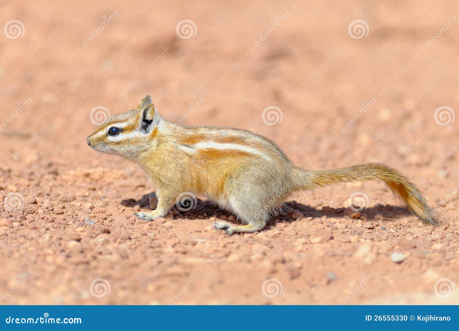 Hopi Chipmunk stock photo. Image of cute, view, park - 26555330