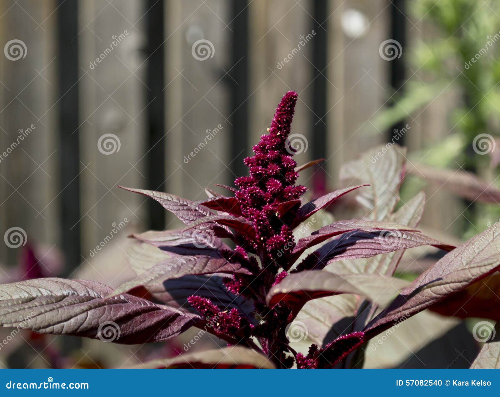 Hopi Red Dye Amaranth Flower Stock Photo - Image of pink, hopi: 57082540