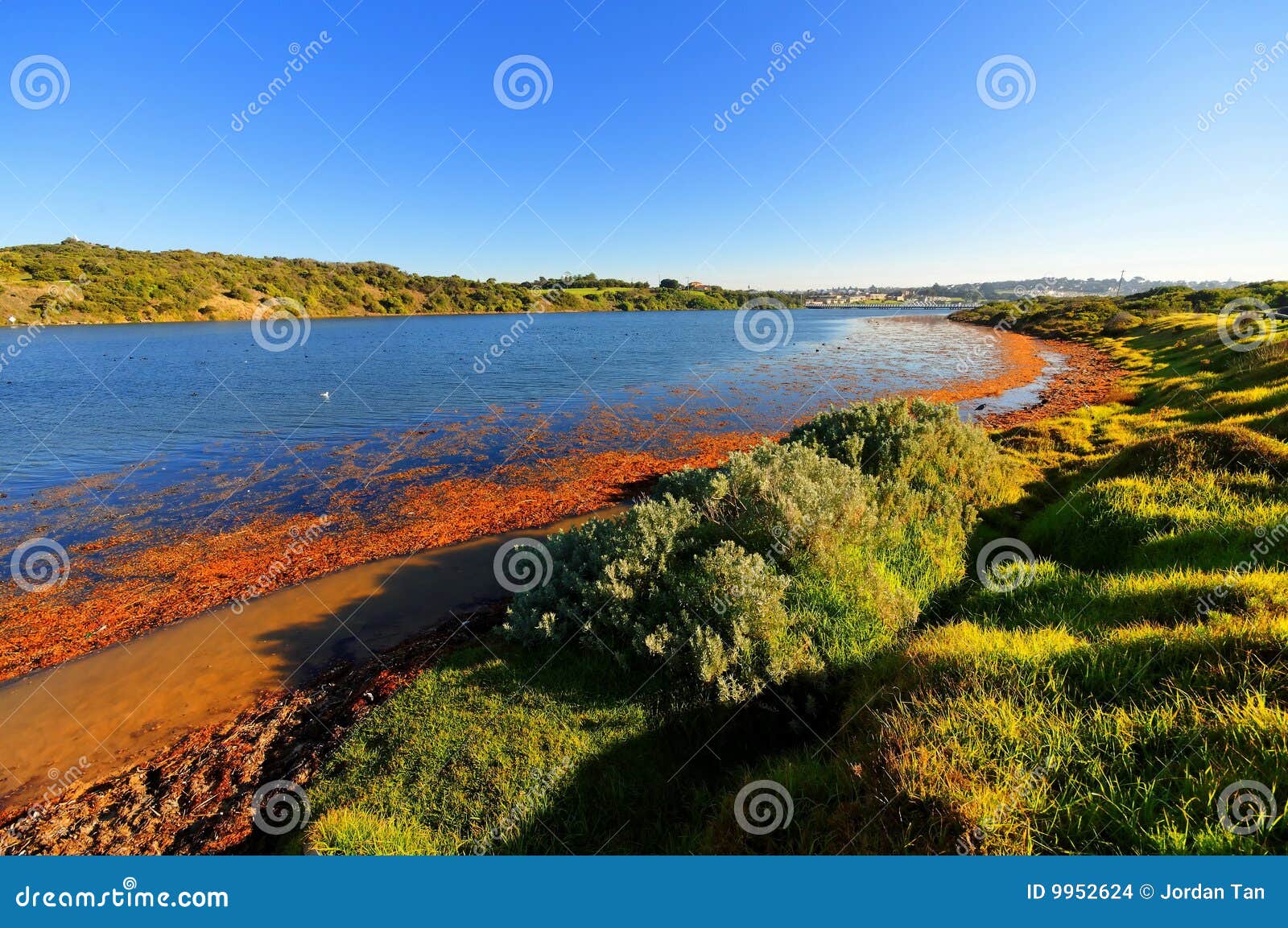 Hopkins river stock photo. Image of shrub, water, hopkins - 9952624