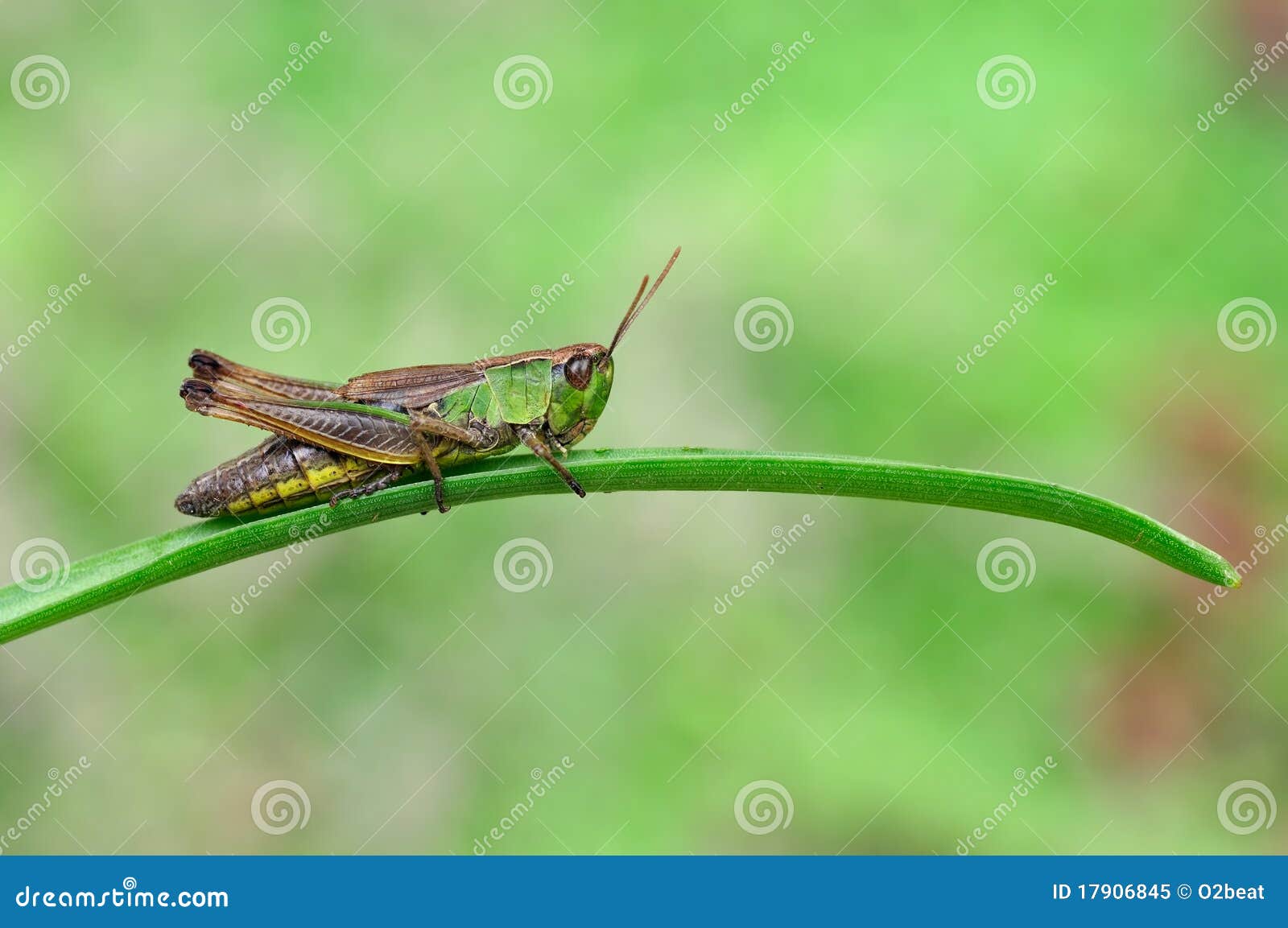 A hopper stock image. Image of lifeform, park, insect - 17906845