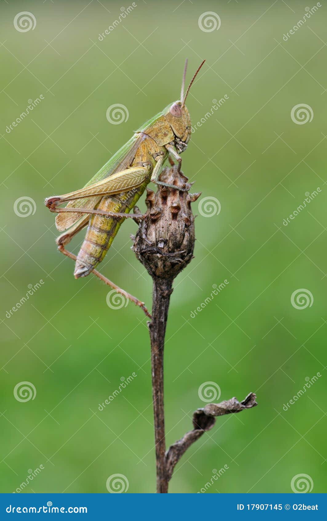 A hopper stock image. Image of locust, fauna, cicada - 17907145
