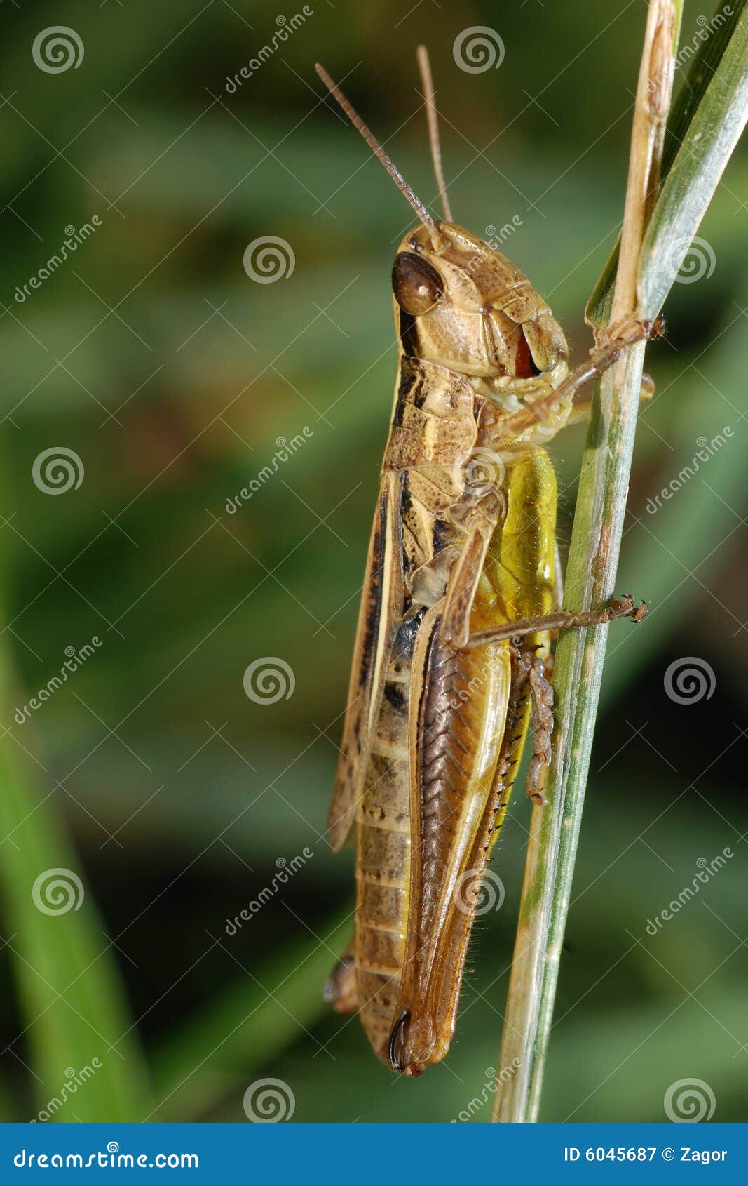 Hopper stock image. Image of locust, maize, close, pests - 6045687