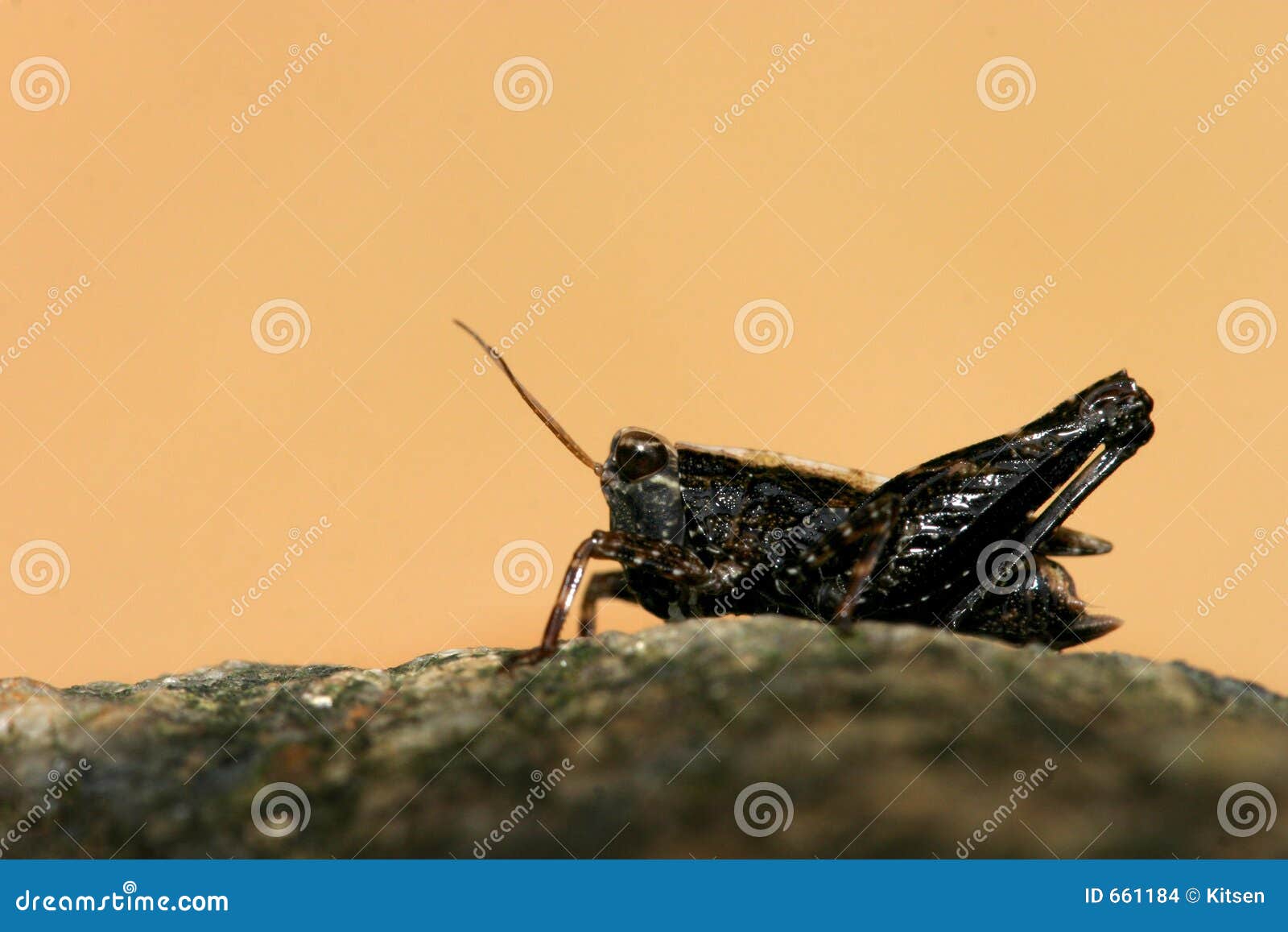 Hopper stock photo. Image of invertebrate, tropical, small - 661184