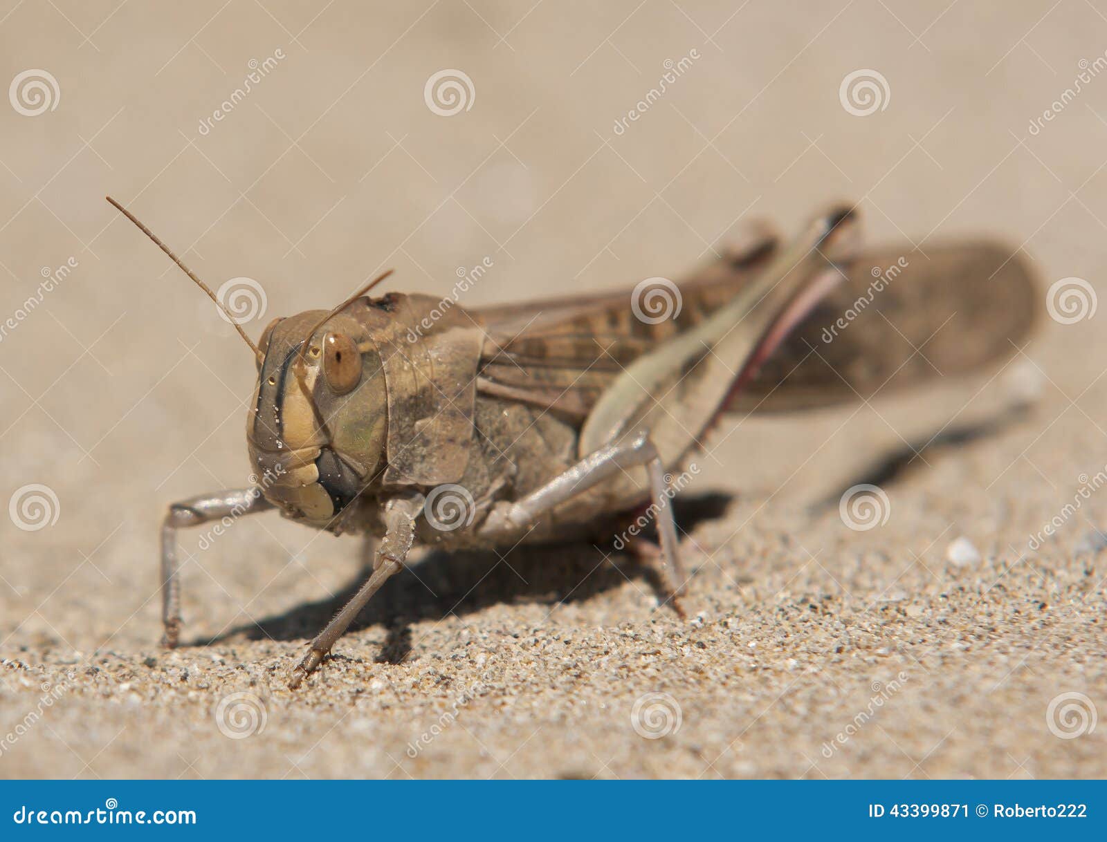 Hopper stock image. Image of beach, sand, nature, portrait - 43399871