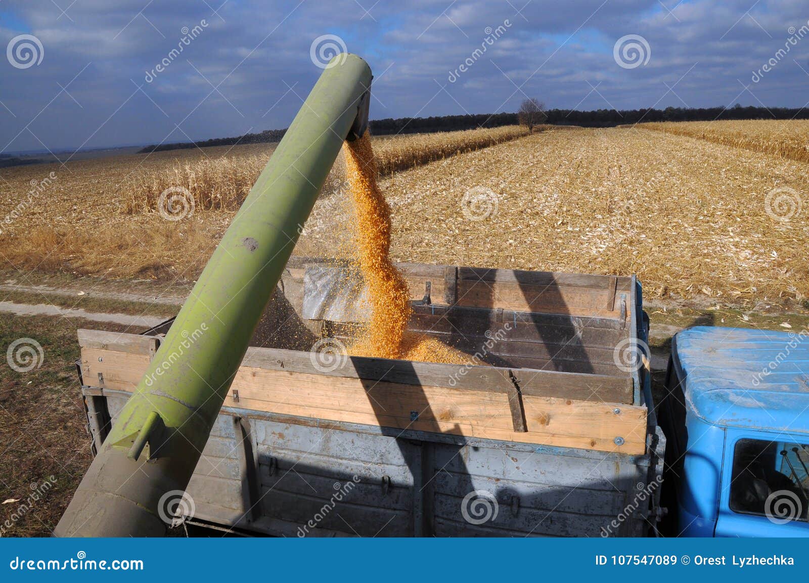 From the Hopper of the Combine, the Grain is Pulled Down into Th Stock ...