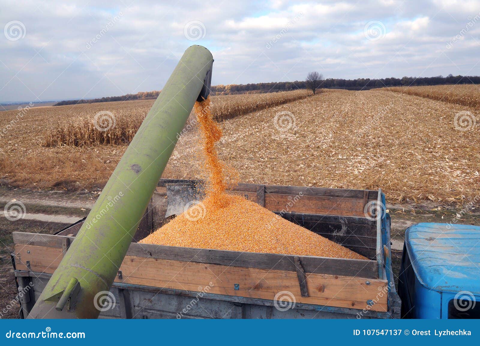 From the Hopper of the Combine, the Grain is Pulled Down into Th Stock ...