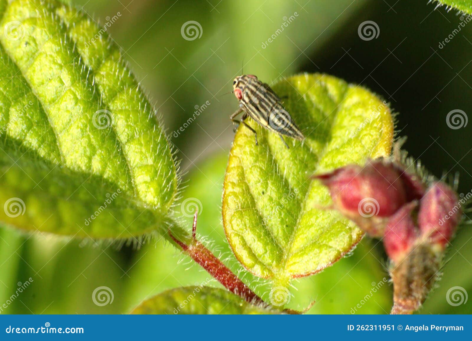 Hopper on a leaf stock image. Image of macro, nature - 262311951