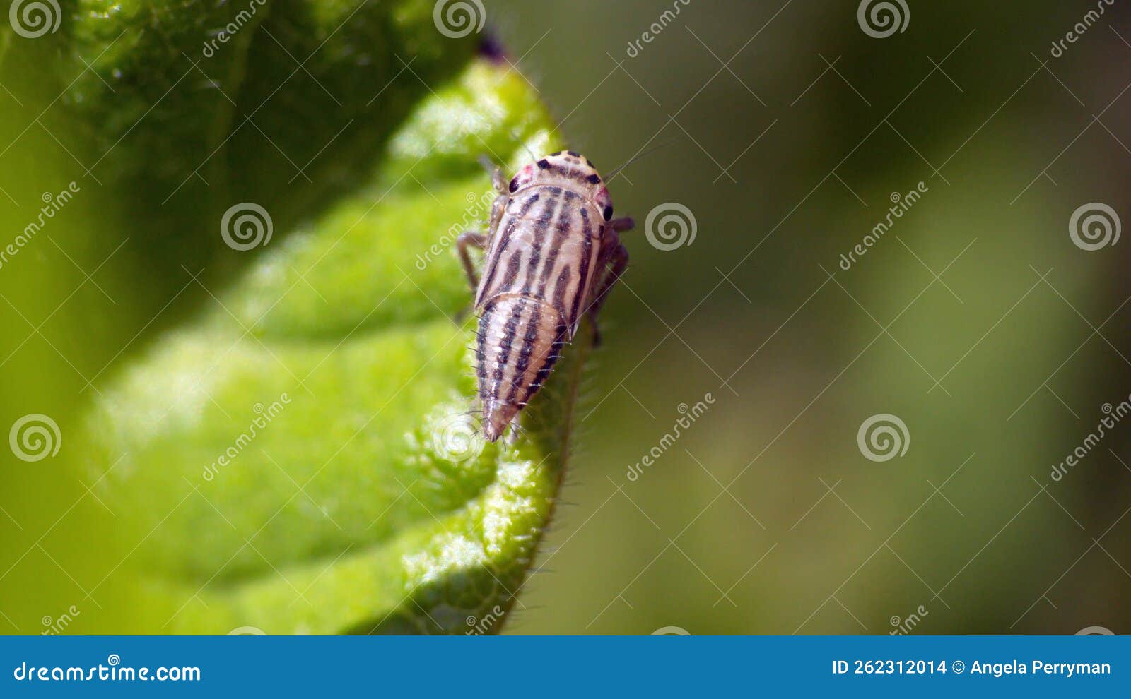 Hopper on a leaf stock photo. Image of striped, tiny - 262312014